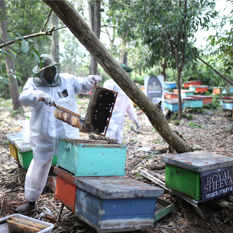 Madu Murni Akasia - Madu Royal Sheeva